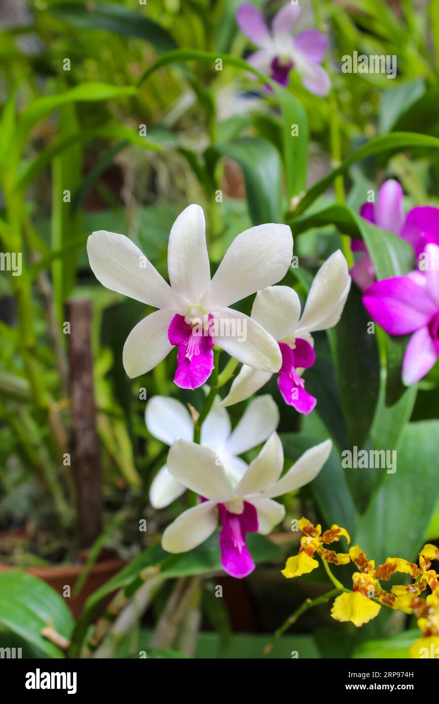 Colorful Flowers At Peradeniya Royal Botanical Garden Kandy, Sri Lanka ...