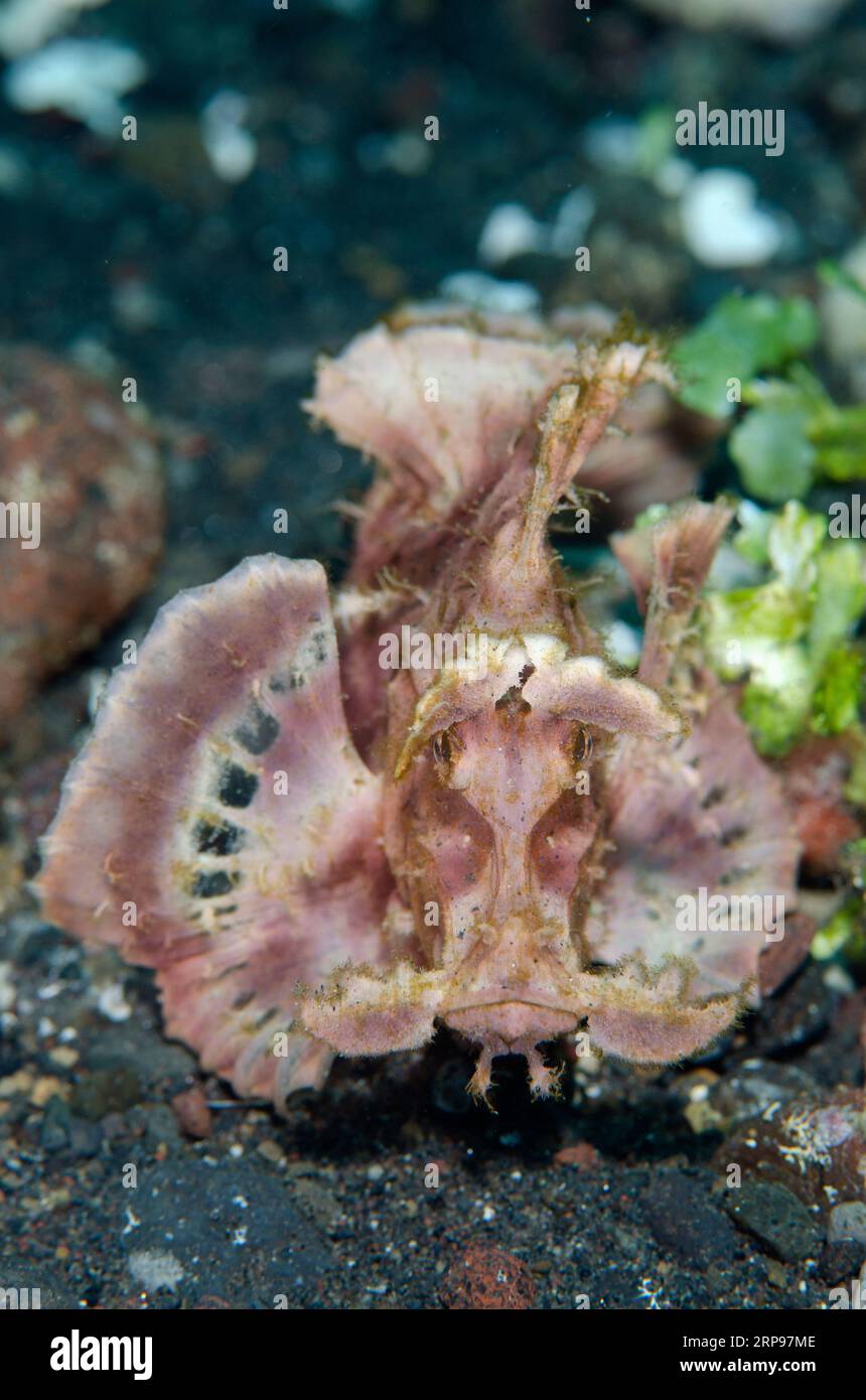 Paddle flap rhinopias scorpionfish hi-res stock photography and images ...