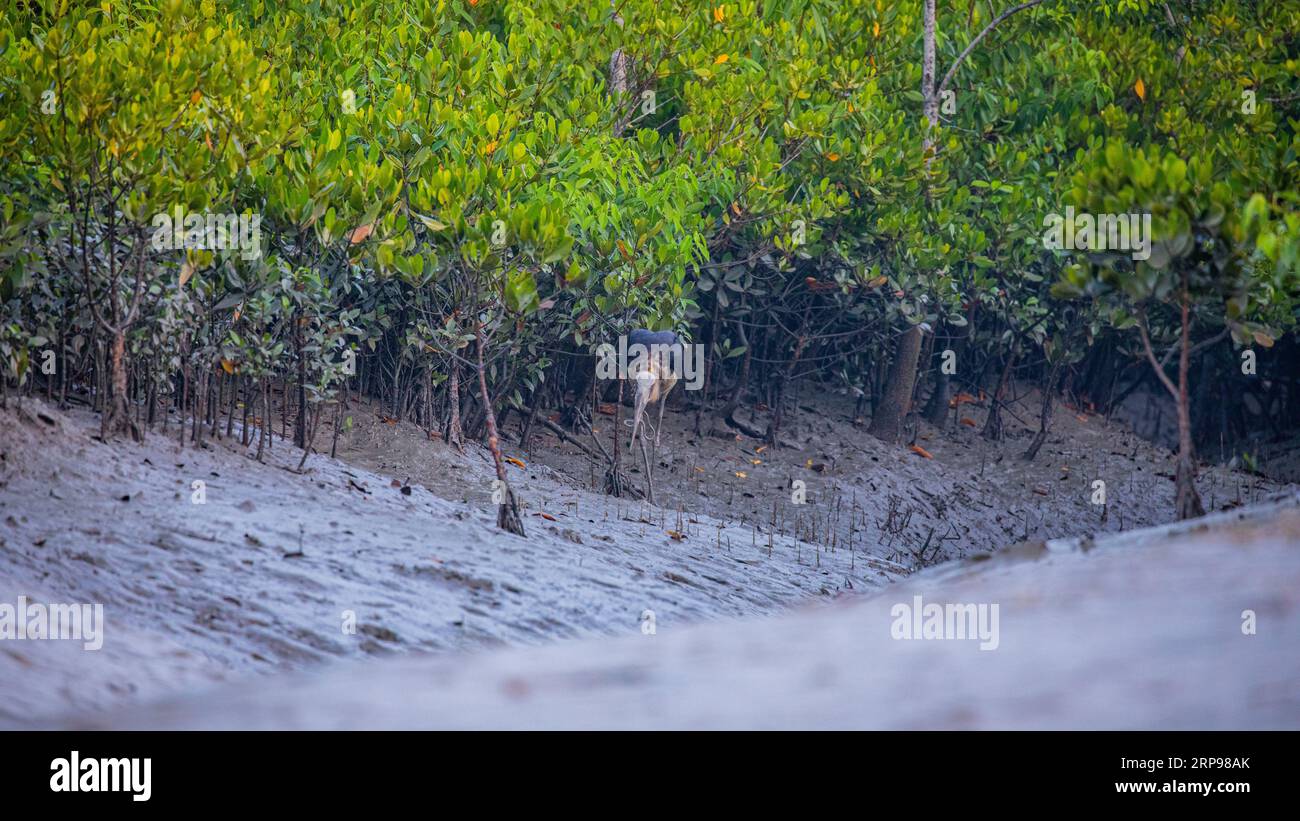 Sundarbans, Bangladesh: A Lesser Adjutant (Leptoptilos javanicus) in ...