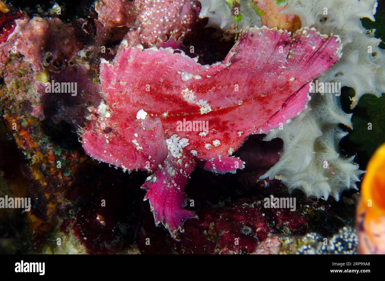 Leaf Scorpionfish, Taenianotus triacanthus, Tiga Batu dive site, Bangka ...