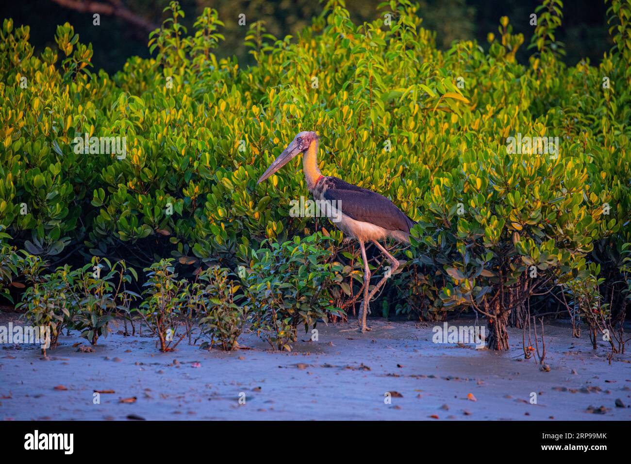 Sundarbans, Bangladesh: A Lesser Adjutant (Leptoptilos javanicus) in ...