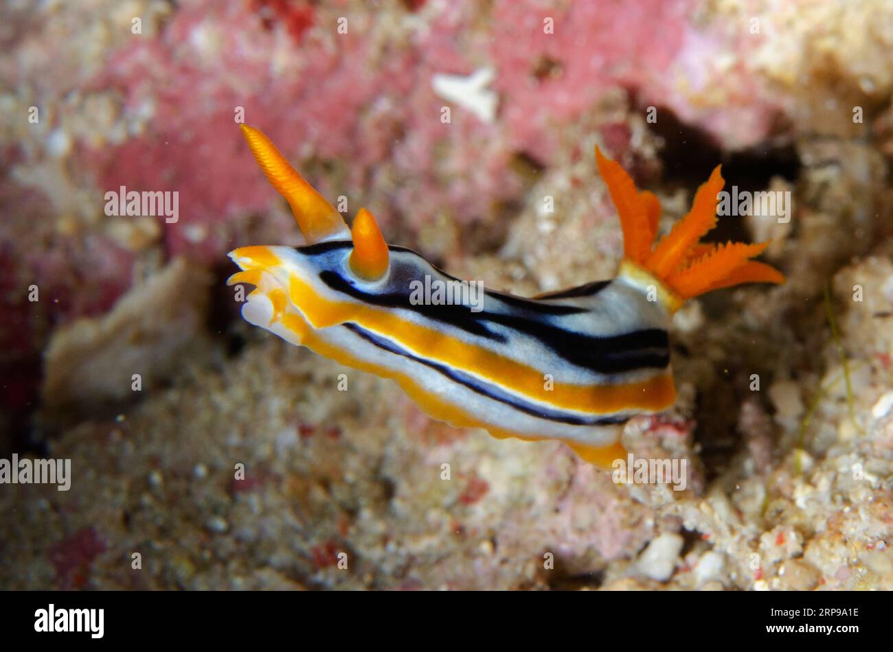 Magnificent Chromodoris Nudibranch, Chromodoris magnifica, lifting body ...