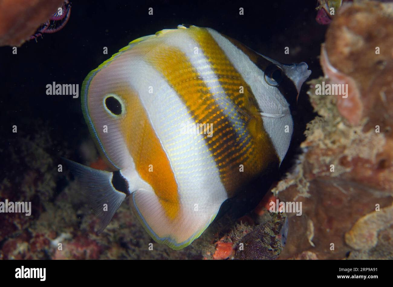 Orange-banded Coralfish, Coradion chrysozonus, Sampiri dive site ...