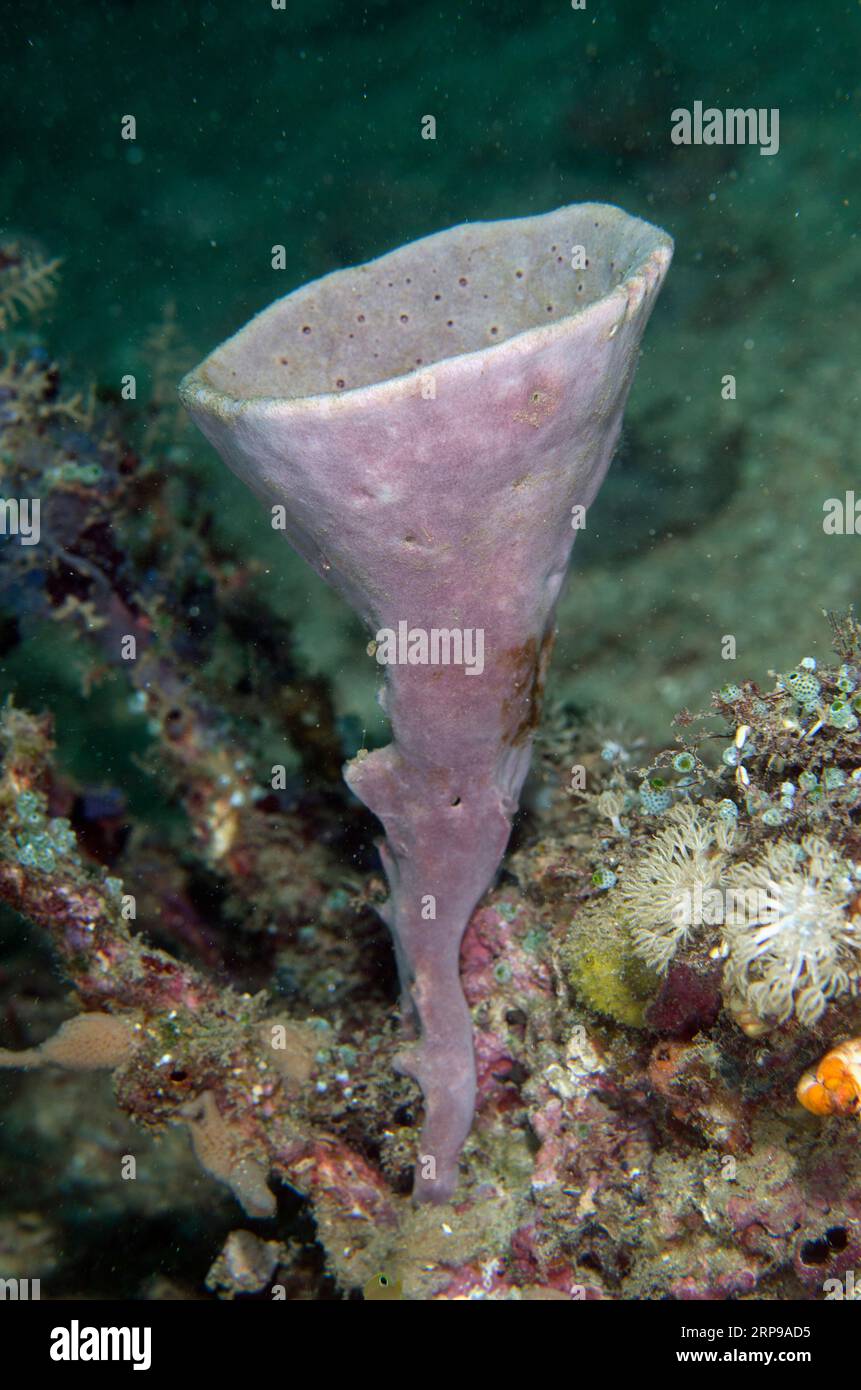 Vase Sponge, Callyspongia sp, Sampiri dive site, Bangka Island, north ...