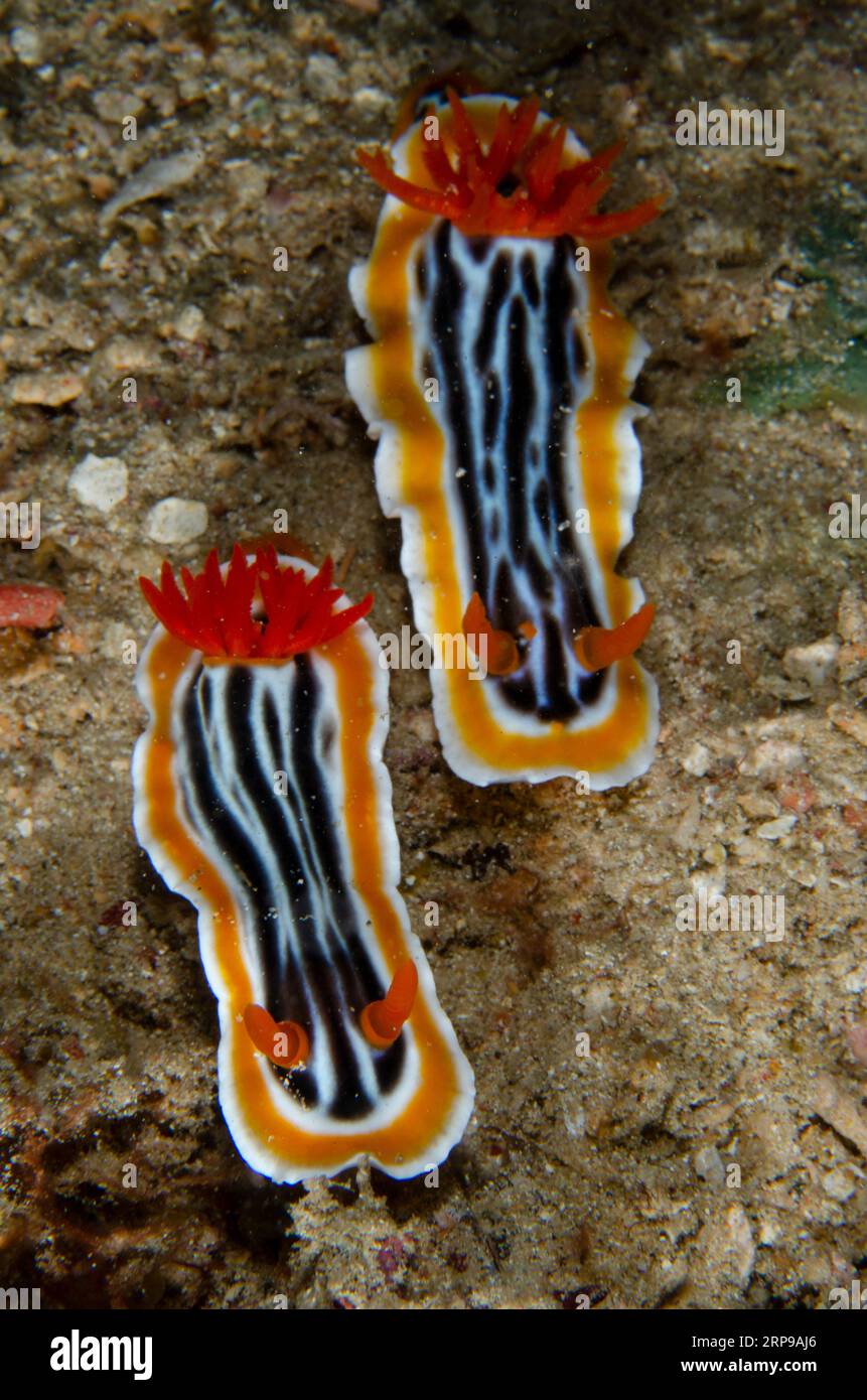 Pair of Magnificent Chromodoris Nudibranches, Chromodoris magnifica ...
