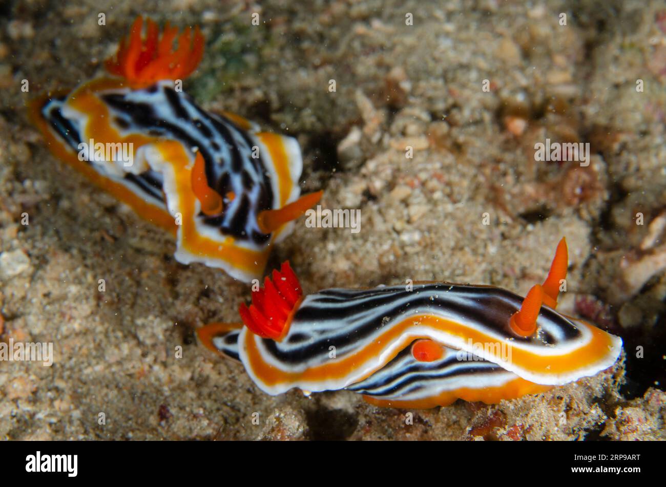 Pair of Magnificent Chromodoris Nudibranches, Chromodoris magnifica ...