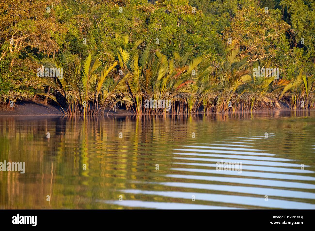 Sundarbans, Bangladesh: Sundarbans Mangrove forest, the largest ...