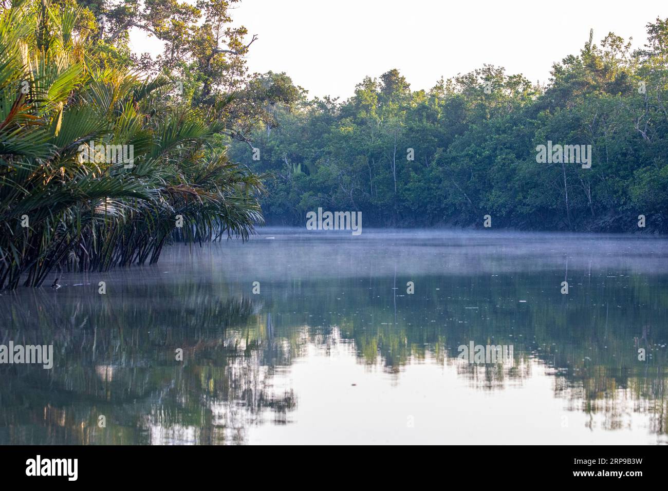Sundarbans, Bangladesh: Sundarbans Mangrove forest, the largest ...
