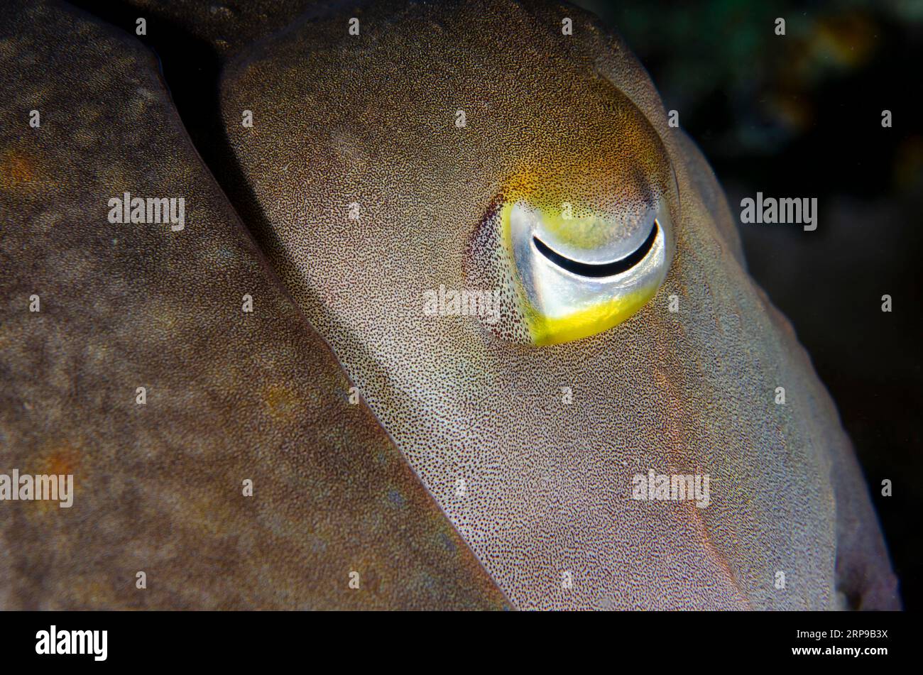 Eye of Broadclub Cuttlefish, Sepia latimanus, Batu Mandi dive site ...
