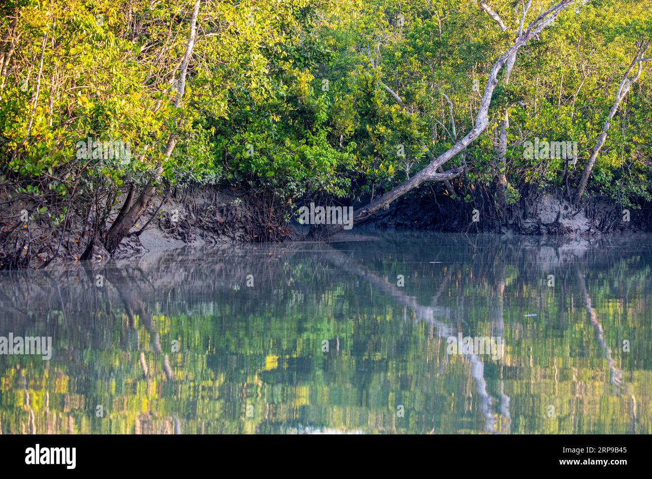 Sundarbans, Bangladesh: Sundarbans Mangrove forest, the largest ...