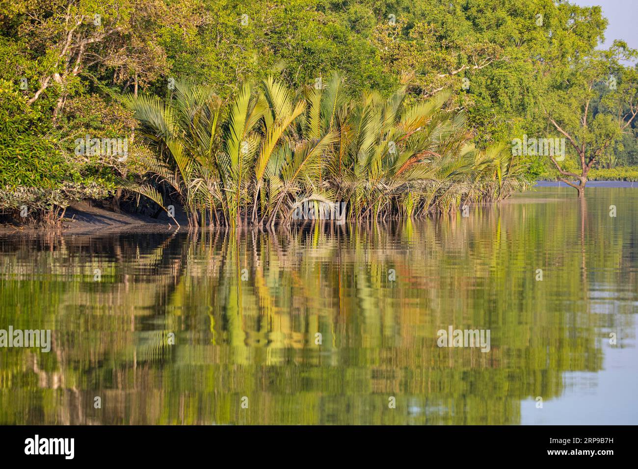 Sundarbans, Bangladesh: Sundarbans Mangrove forest, the largest ...