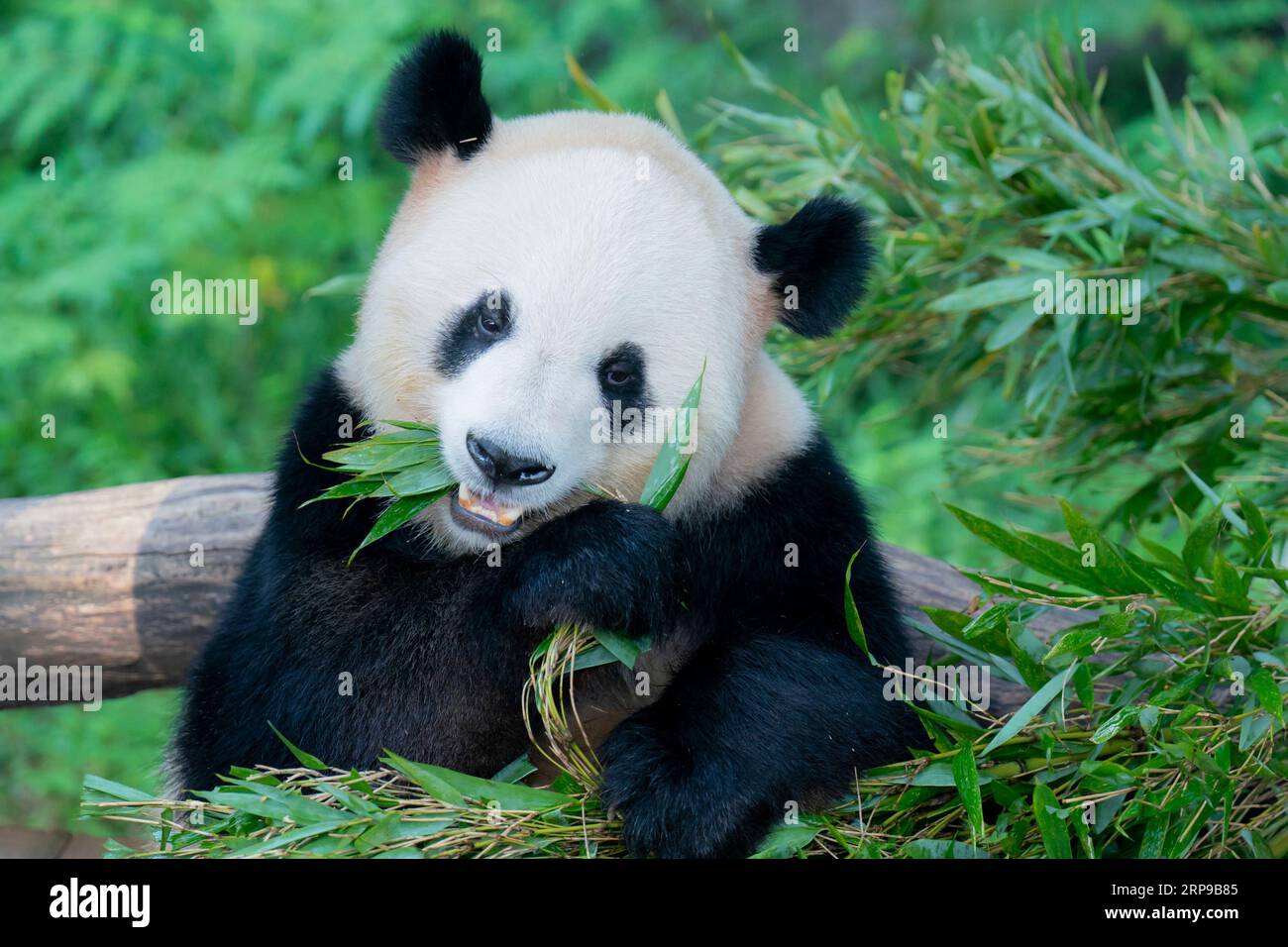 A young panda eats bamboo leaves in a zoo in southwest China's ...