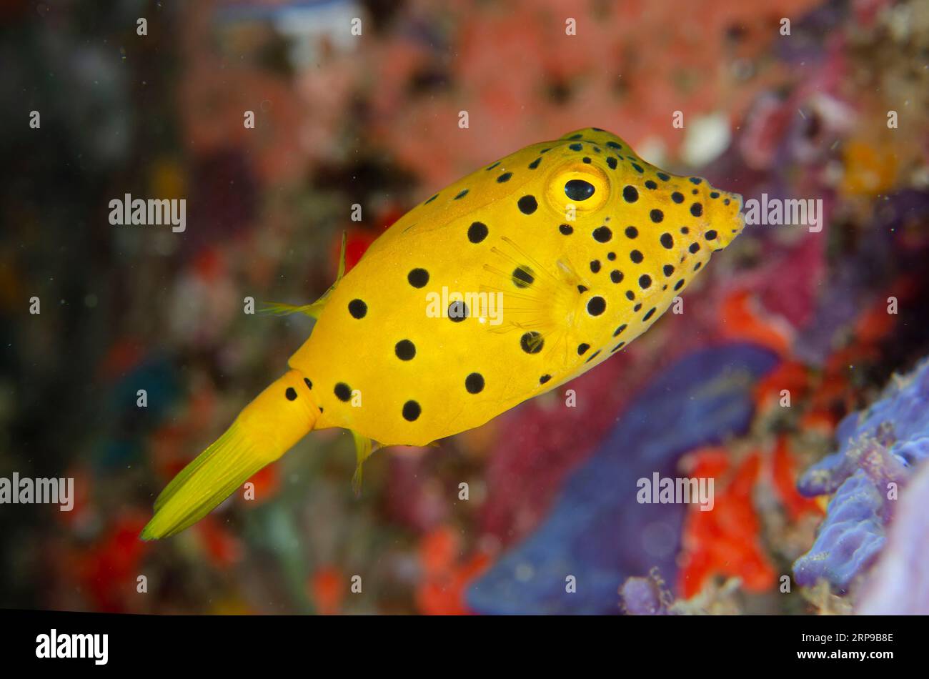 Yellow Boxfish, Ostracion cubicus, Batu Mandi dive site, Bangka Island ...