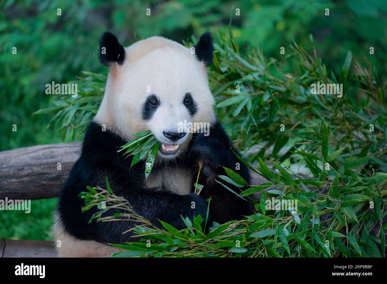 A young panda eats bamboo leaves in a zoo in southwest China's ...