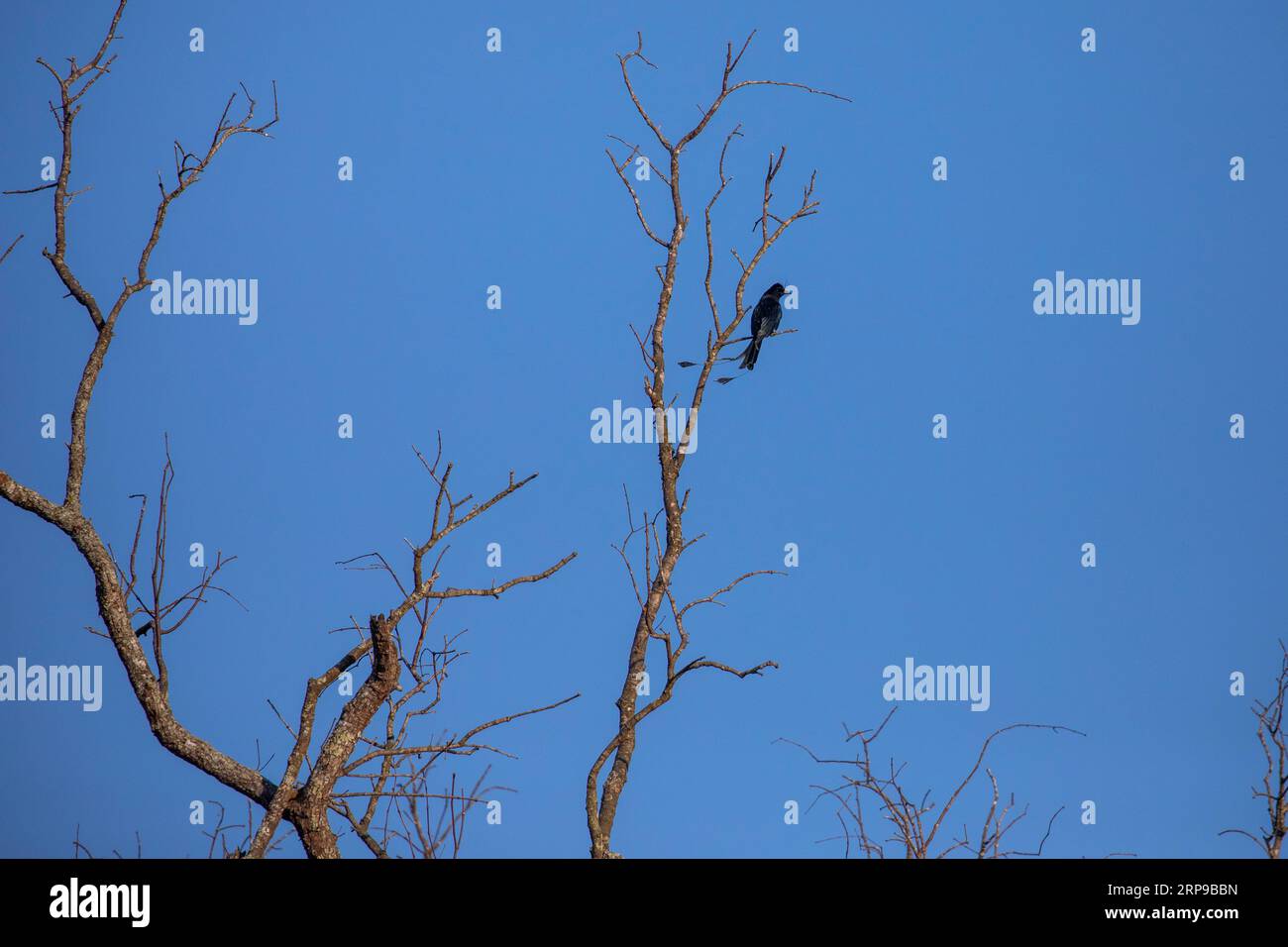 Sundarbans, Bangladesh: A greater racket-tailed drongo (Dicrurus ...