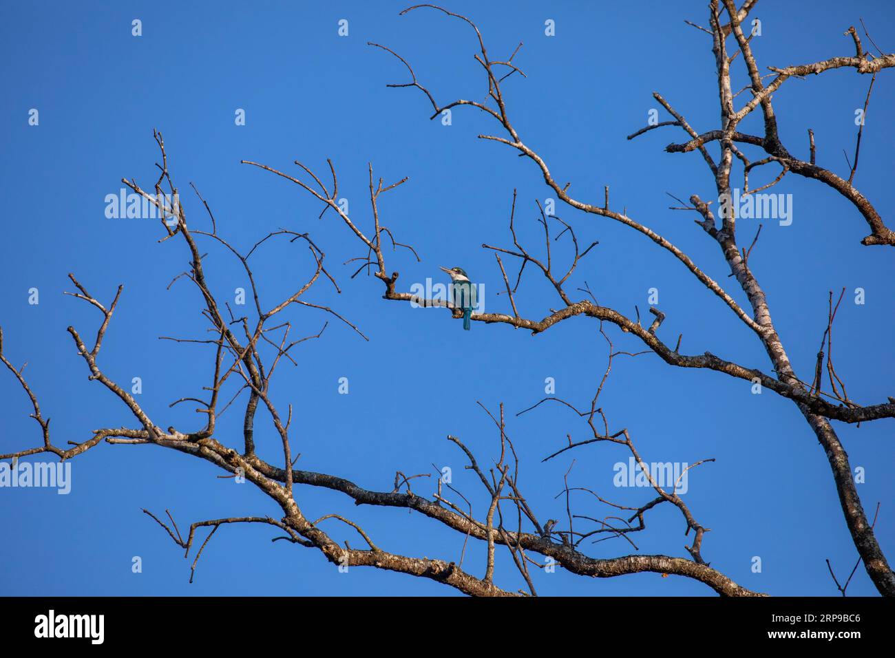 Sundarbans, Bangladesh: A Collared Kingfisher (Todiramphus chloris) on ...