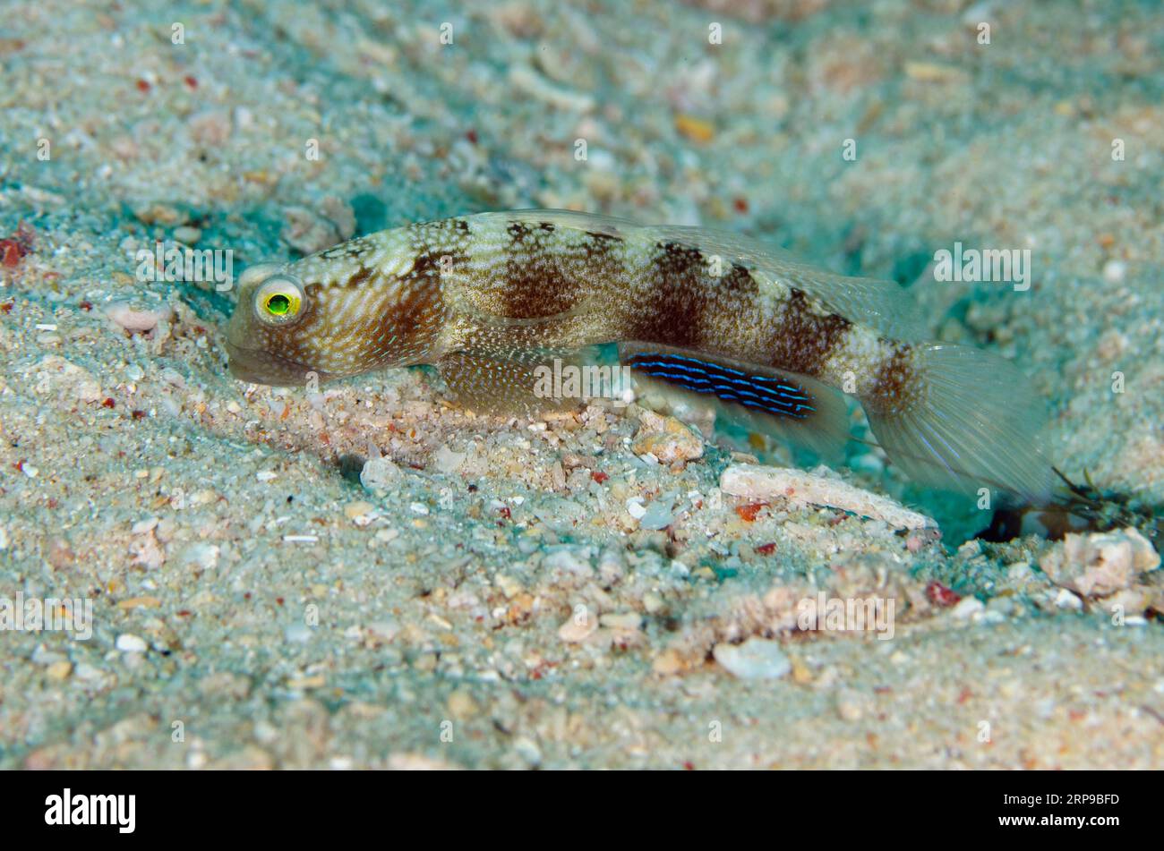Variable Shrimpgoby, Cryptocentrus fasciatus, at hole entrance, Sabora ...