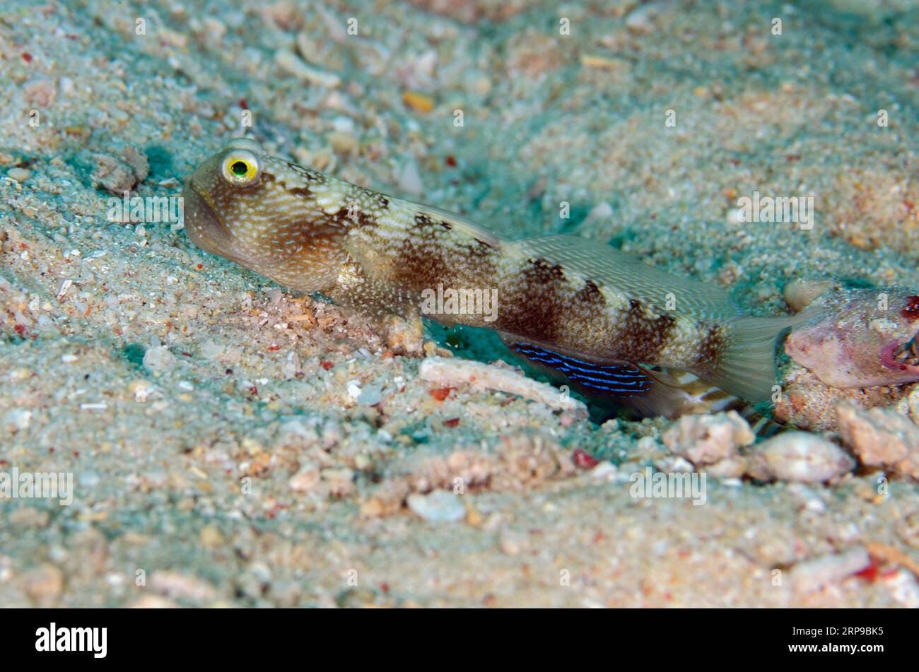 Variable Shrimpgoby, Cryptocentrus fasciatus, at hole entrance, Sabora ...
