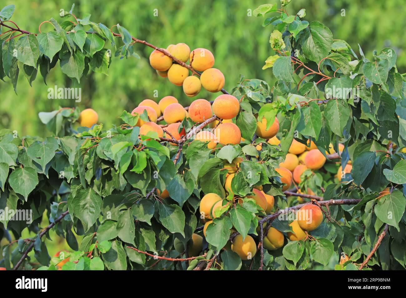 Apricot tree planting hi-res stock photography and images - Alamy