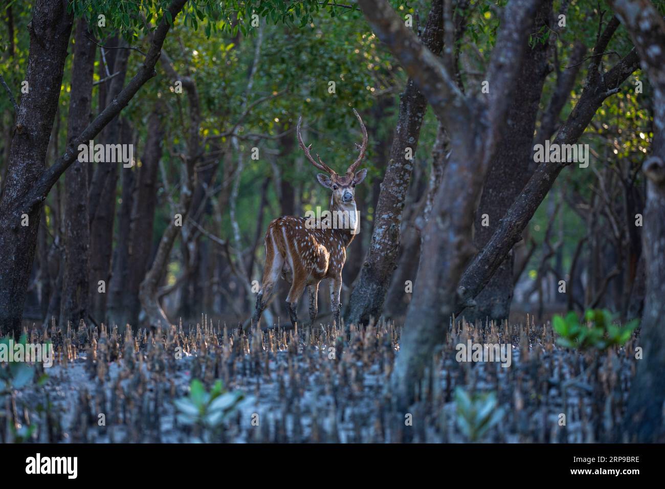 Sundarbans, Bangladesh: Spotted deer (Axis Axis) in Sundarbans, the ...