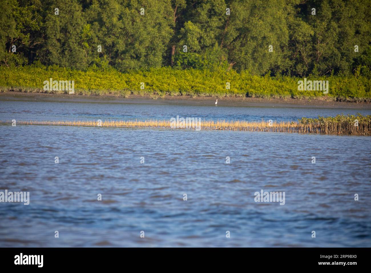 Sundarbans, Bangladesh: Sundarbans Mangrove forest, the largest ...