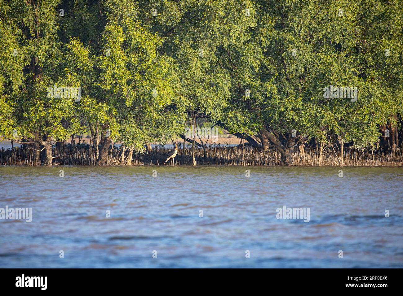 Sundarbans, Bangladesh: A Lesser Adjutant (Leptoptilos javanicus) in ...