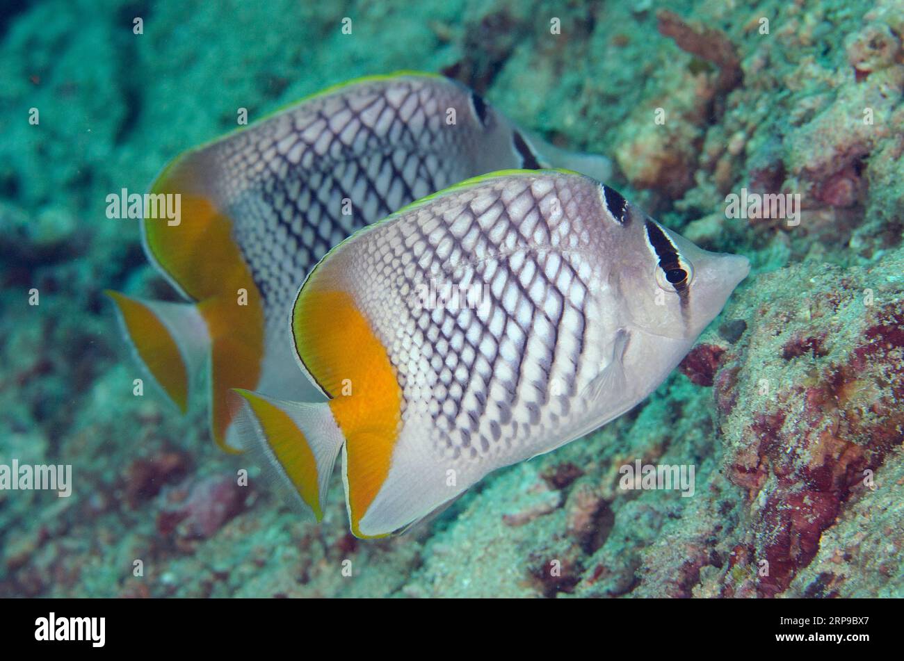 Pair of Crosshatch Butterflyfish, Chaetodon xanthurus, Sabora dive site ...