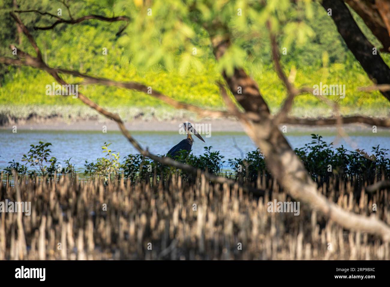Sundarbans, Bangladesh: A Lesser Adjutant (Leptoptilos javanicus) in ...