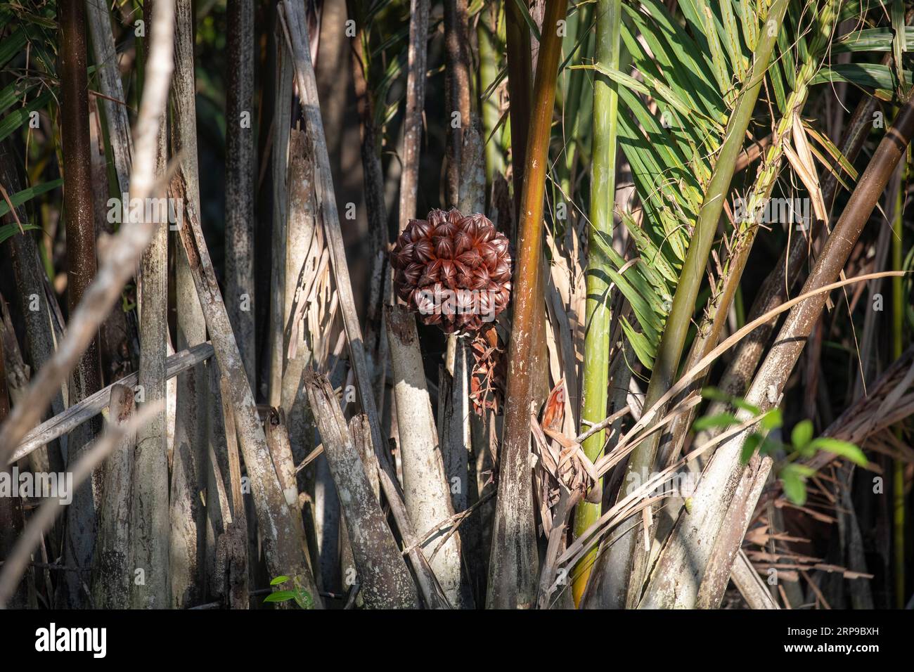 Sundarbans, Bangladesh: Nypa fruticans, commonly known as the nipa palm ...
