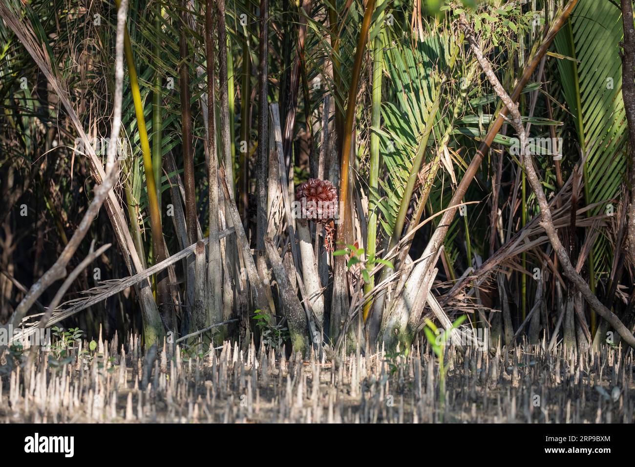 Sundarbans, Bangladesh: Nypa fruticans, commonly known as the nipa palm ...