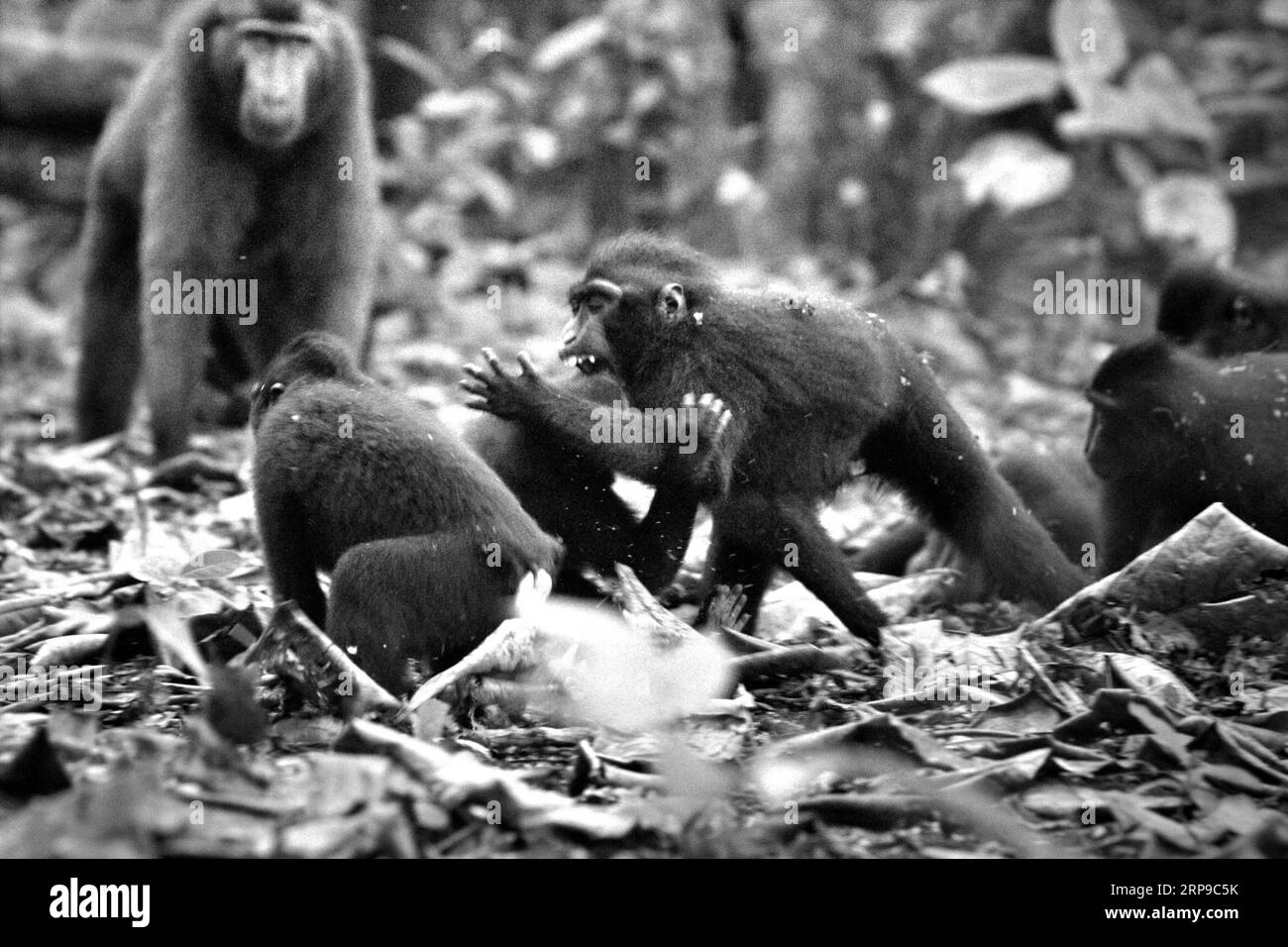 Climate fighting species Black and White Stock Photos & Images - Alamy