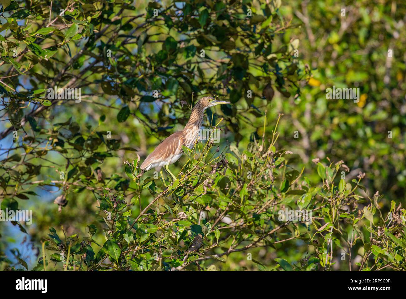 Sundarbans, Bangladesh: An Indian pond heron or paddybird (Ardeola ...