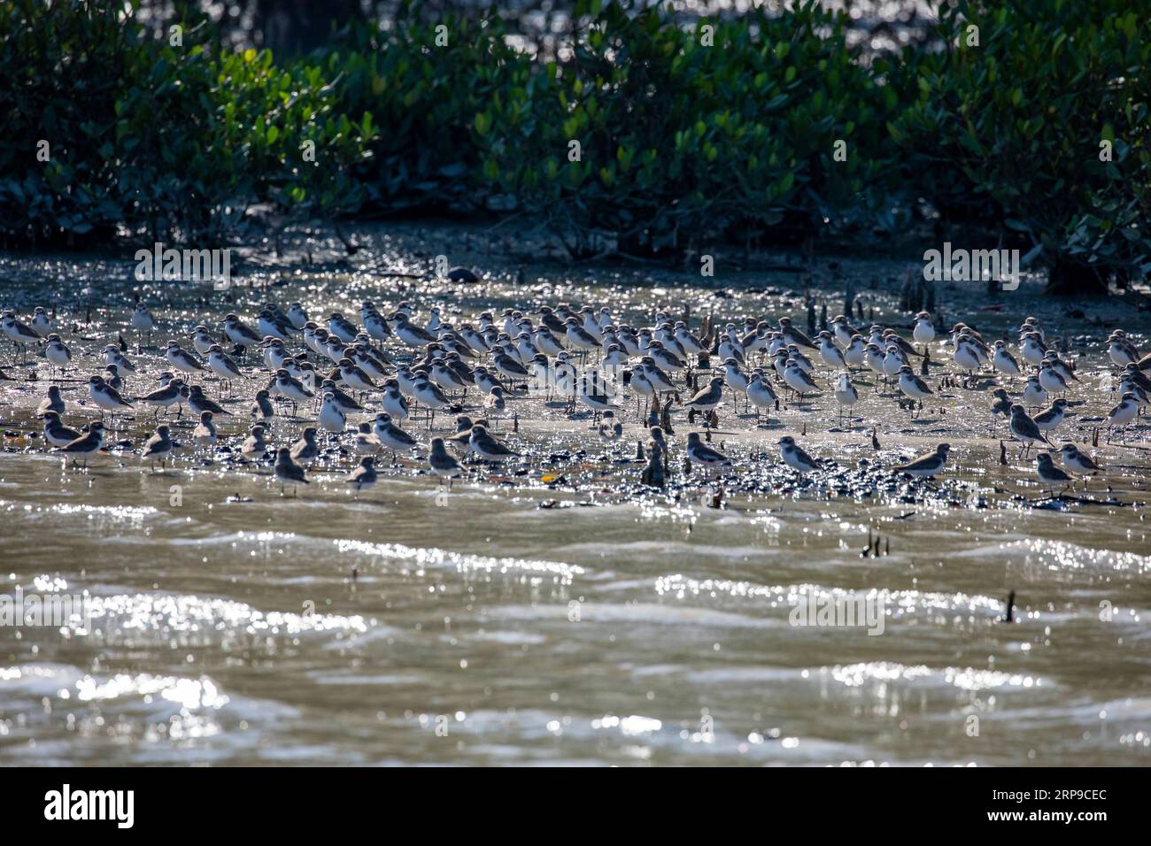 Sundarbans, Bangladesh: Different types of shore birds in the ...