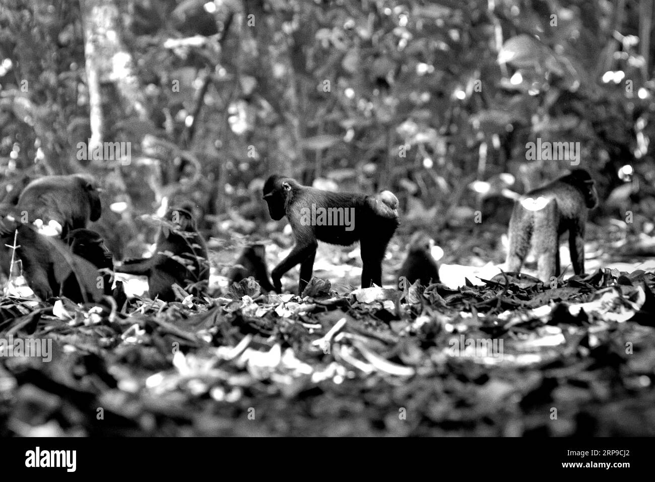 Mating primate Black and White Stock Photos & Images - Alamy