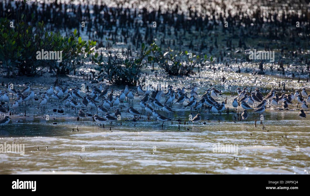 Sundarbans, Bangladesh: Different types of shore birds in the ...