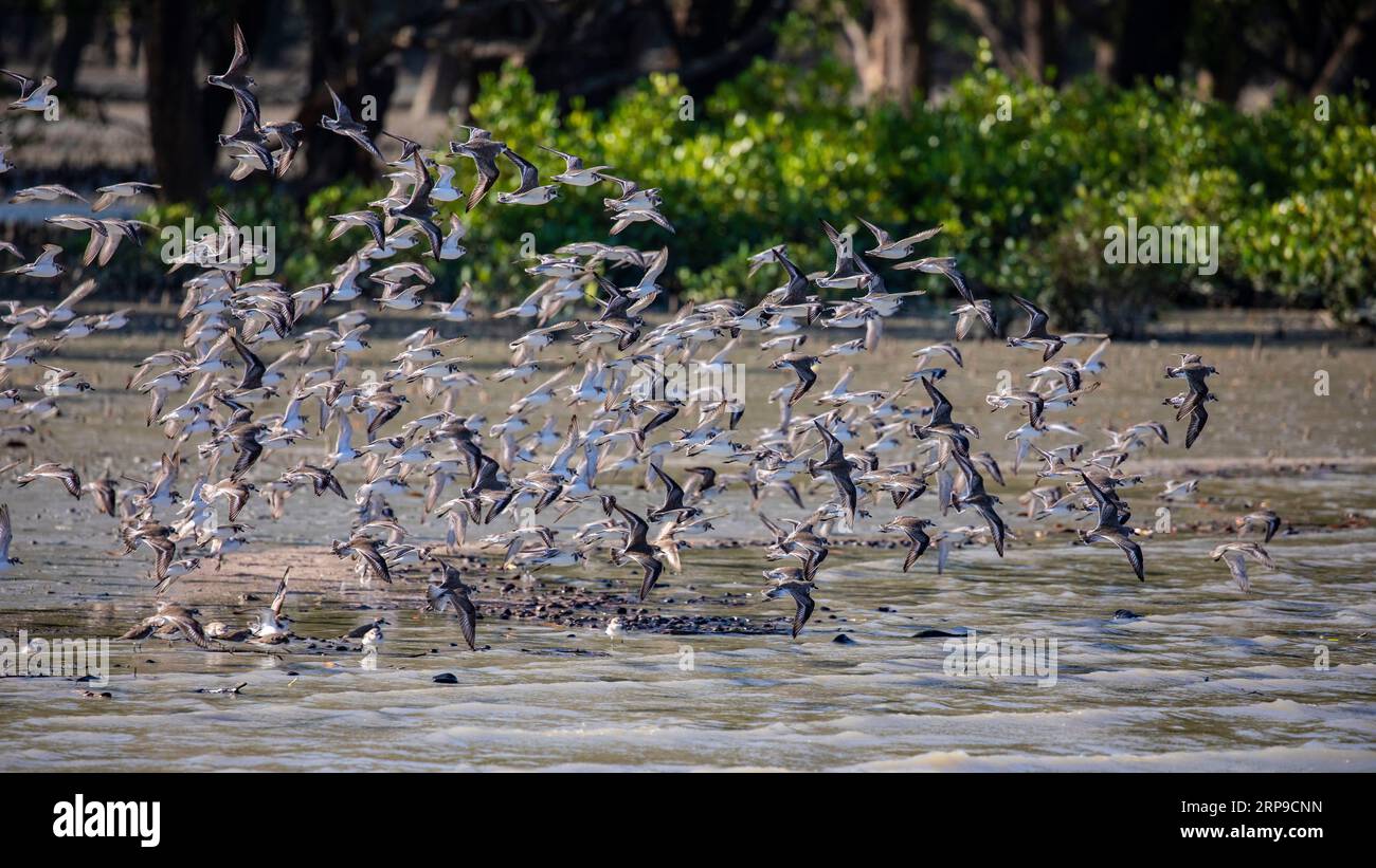 Sundarbans, Bangladesh: Different types of shore birds in the ...