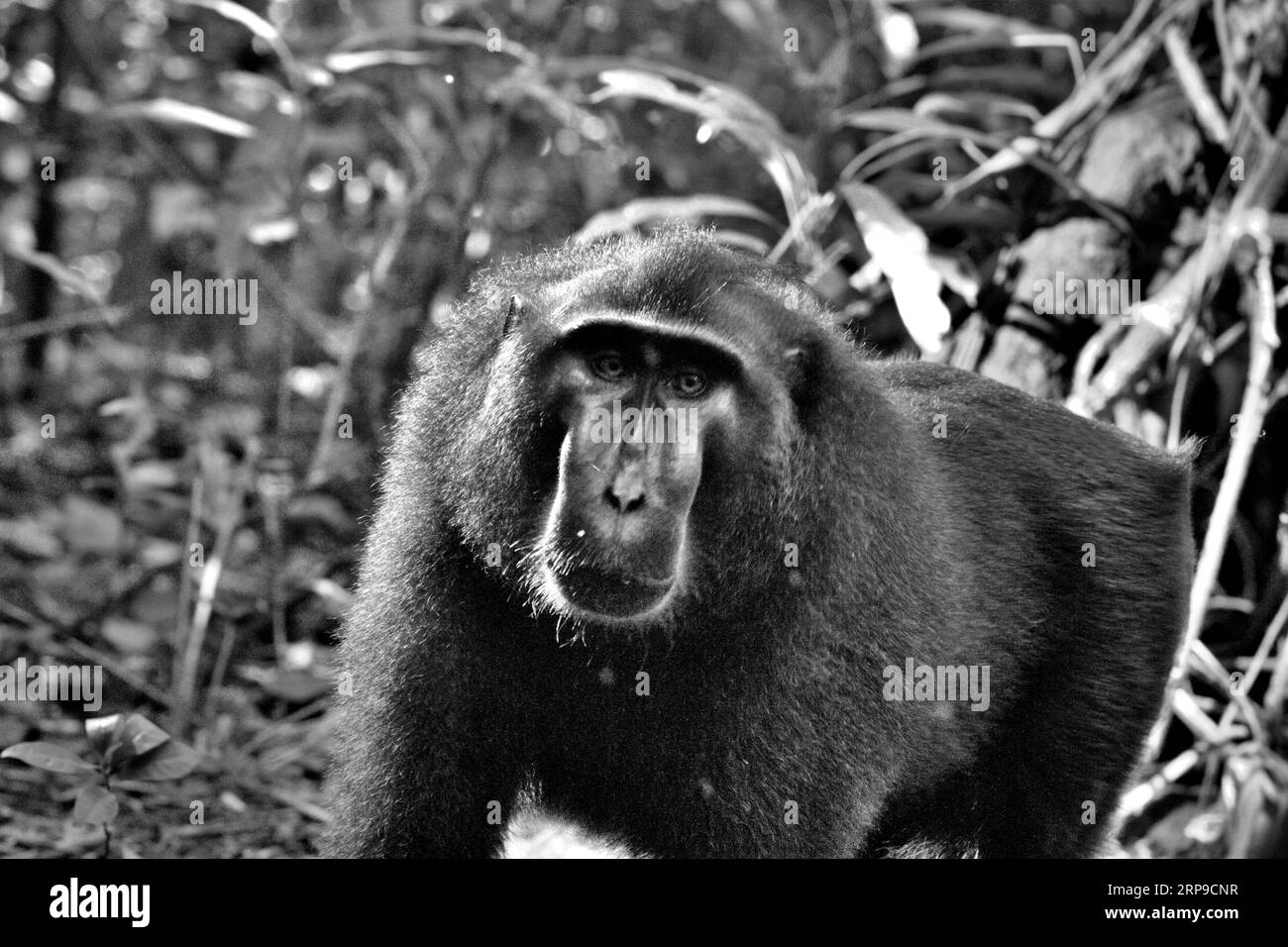 Mating primate Black and White Stock Photos & Images - Alamy