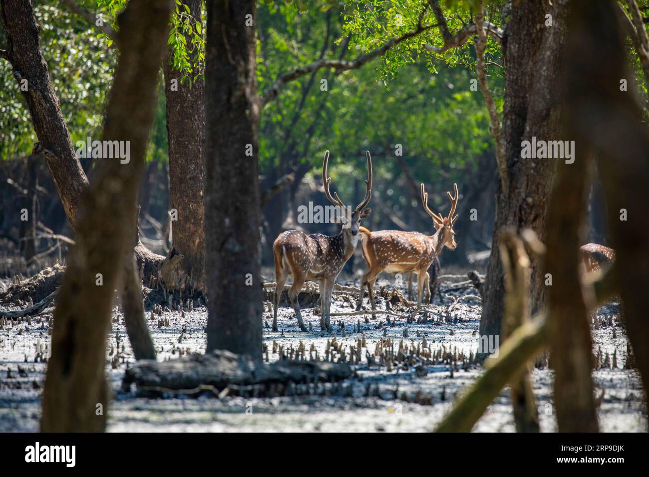 Sundarbans, Bangladesh: Spotted deer (Axis Axis) in Sundarbans, the ...