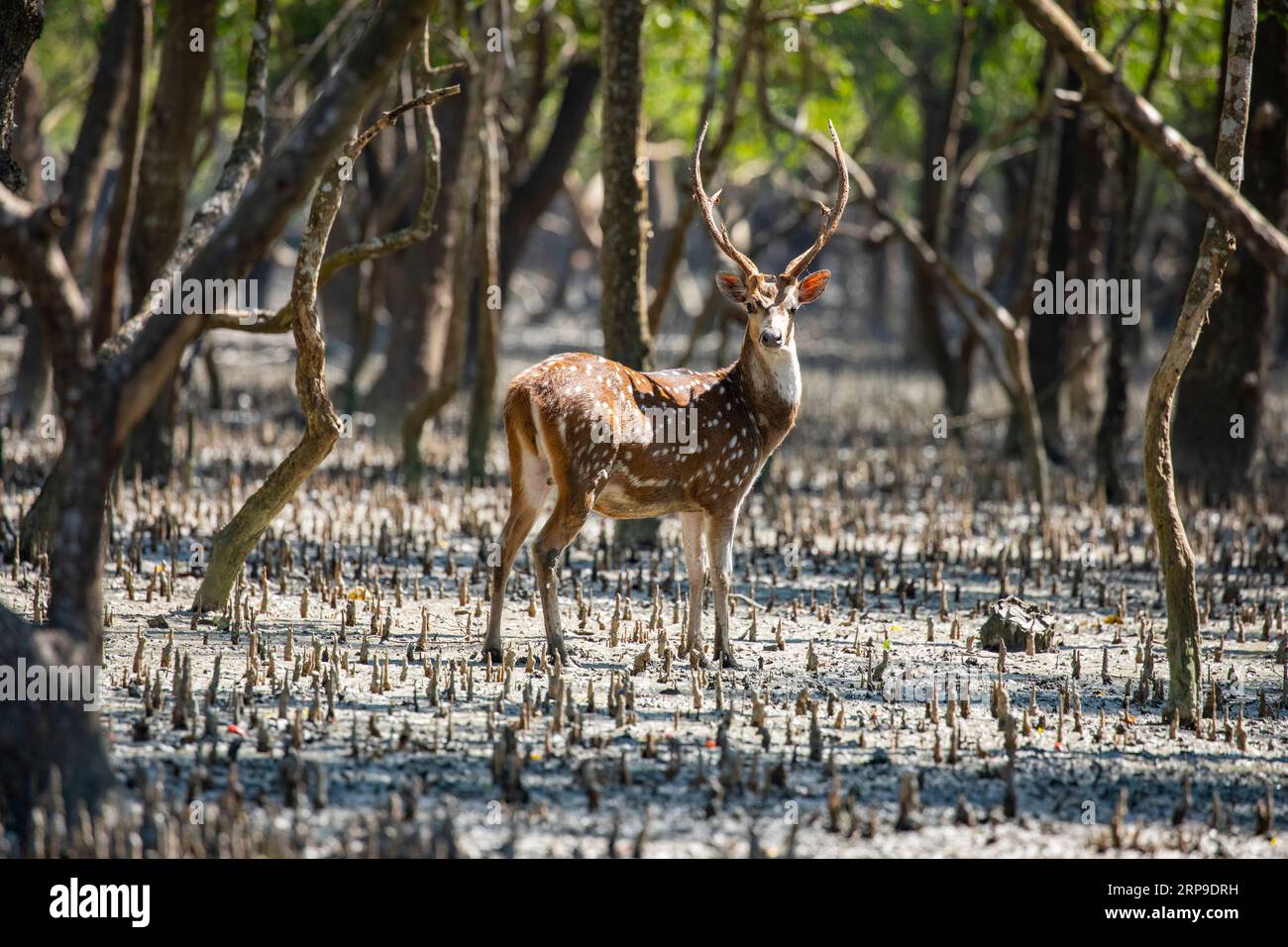 Sundarbans, Bangladesh: Spotted deer (Axis Axis) in Sundarbans, the ...