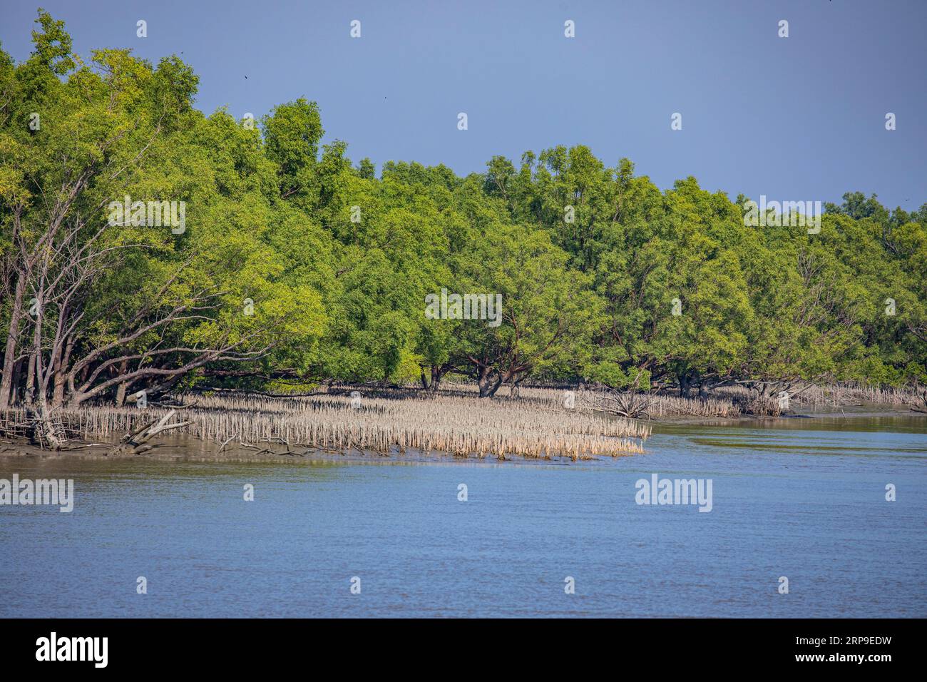 Sundarbans, Bangladesh: Sundarbans Mangrove forest, the largest ...
