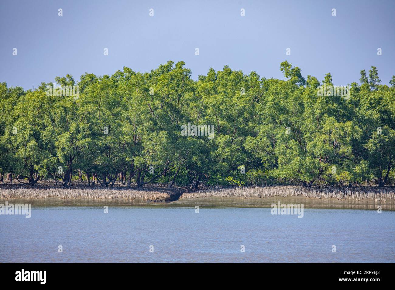 Sundarbans, Bangladesh: Sundarbans Mangrove forest, the largest ...