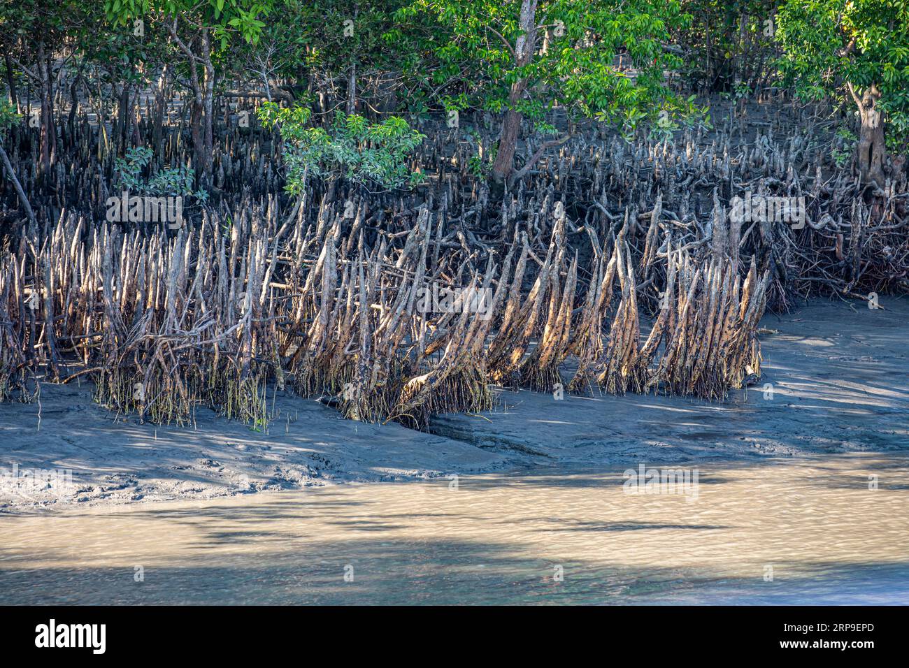 Sundarbans, Bangladesh: Sundarbans Mangrove forest, the largest ...