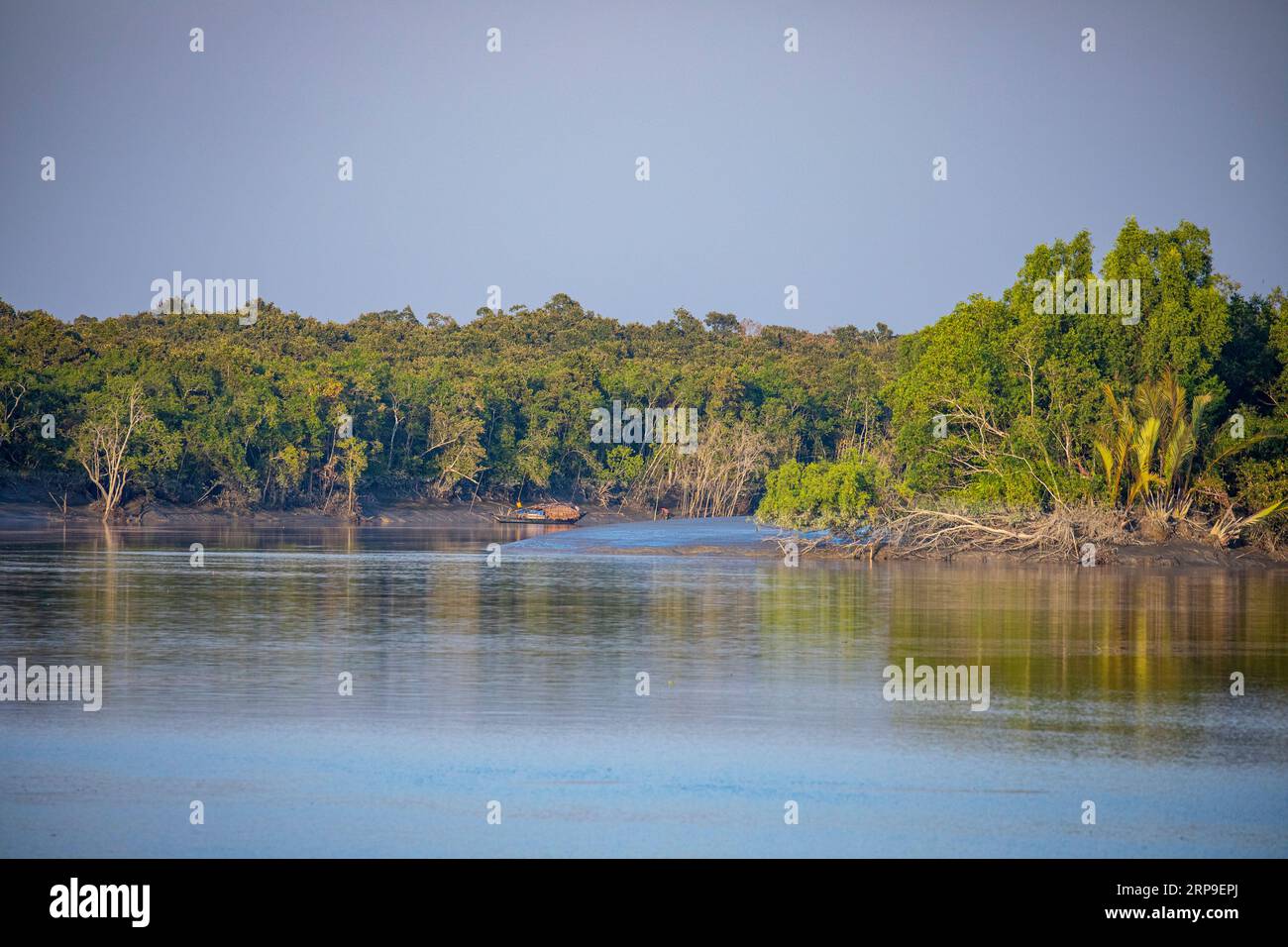 Sundarbans, Bangladesh: Sundarbans Mangrove forest, the largest ...