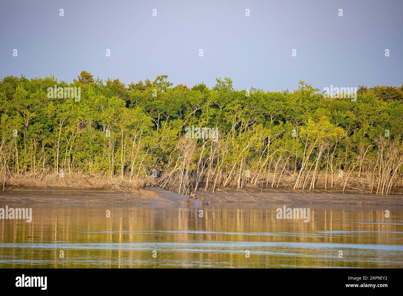 Sundarbans, Bangladesh: Sundarbans Mangrove forest, the largest ...