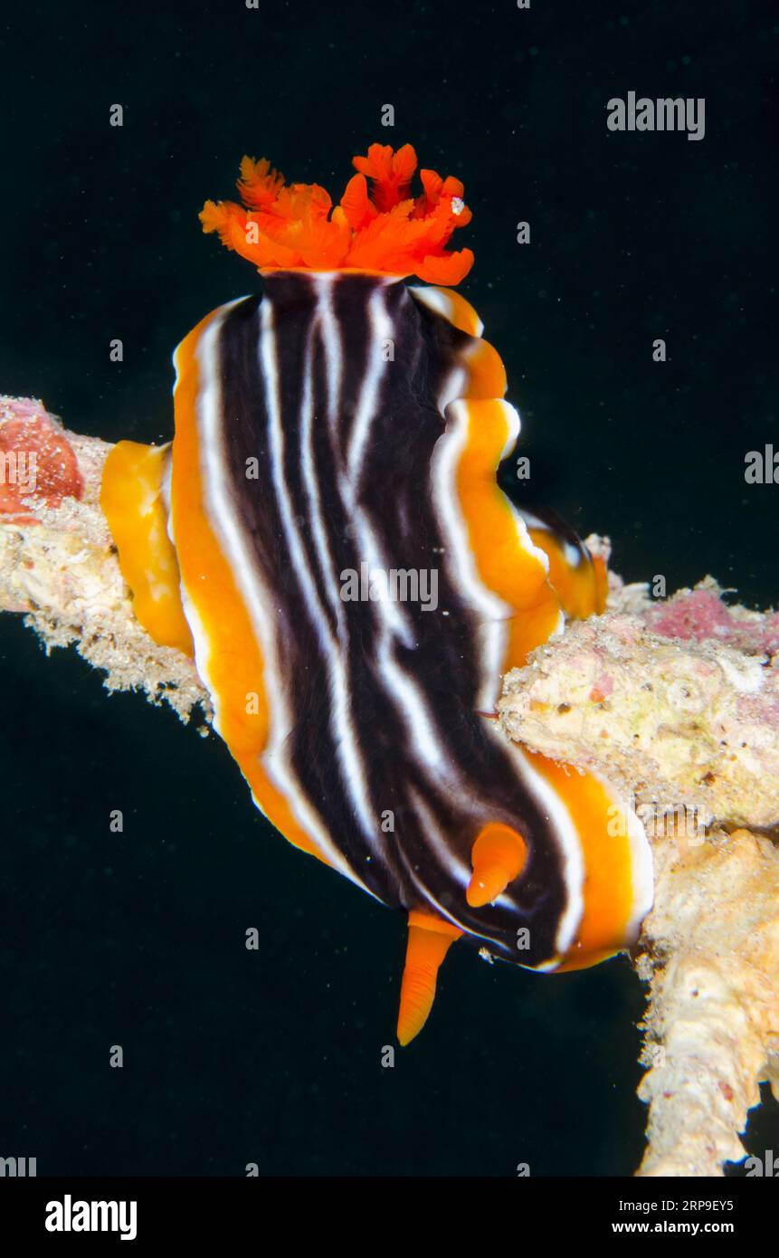 Magnificent Chromodoris Nudibranch, Chromodoris magnifica, Yellow Coco ...