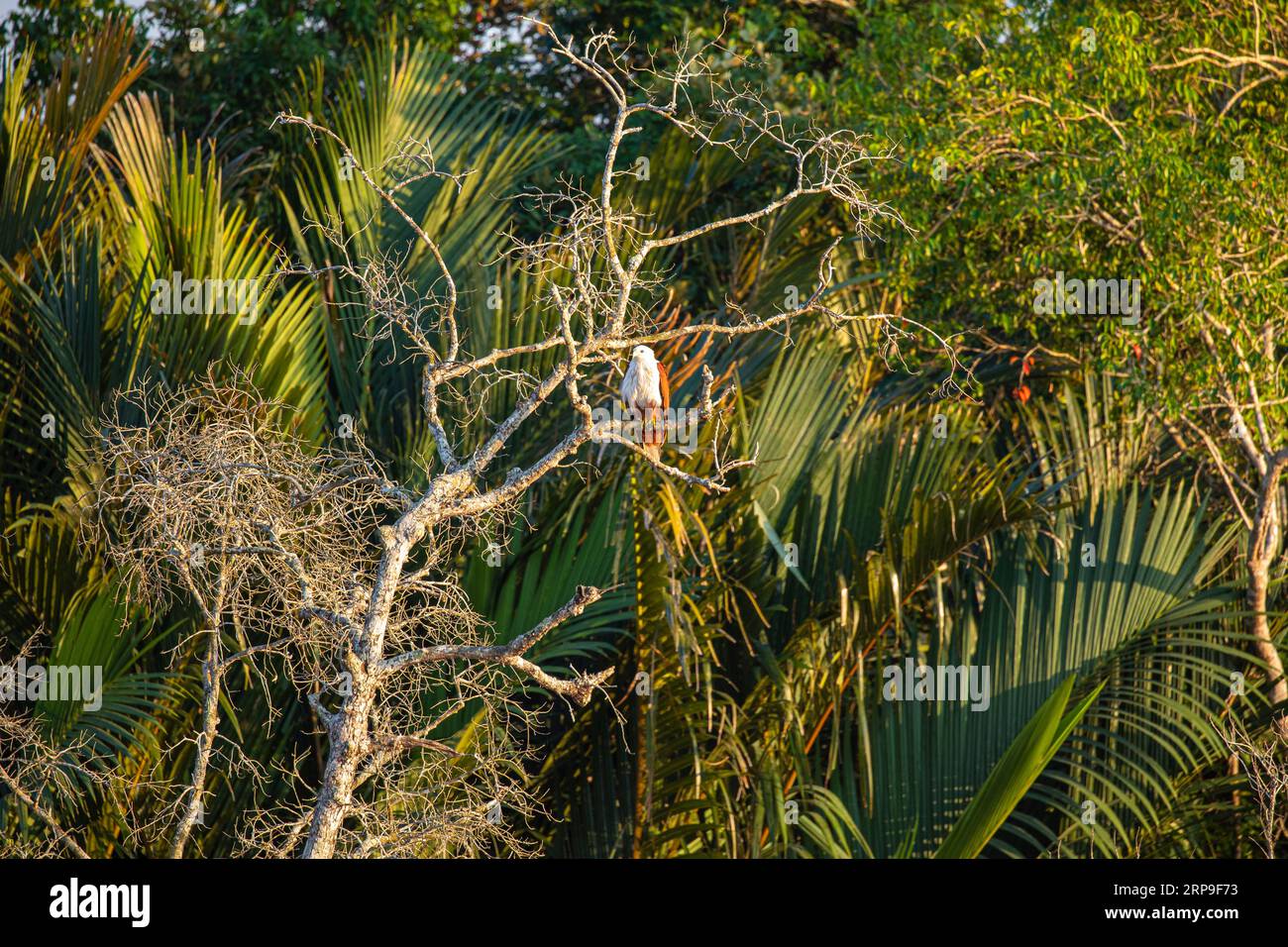Sundarbans, Bangladesh: The brahminy kite (Haliastur indus) in ...