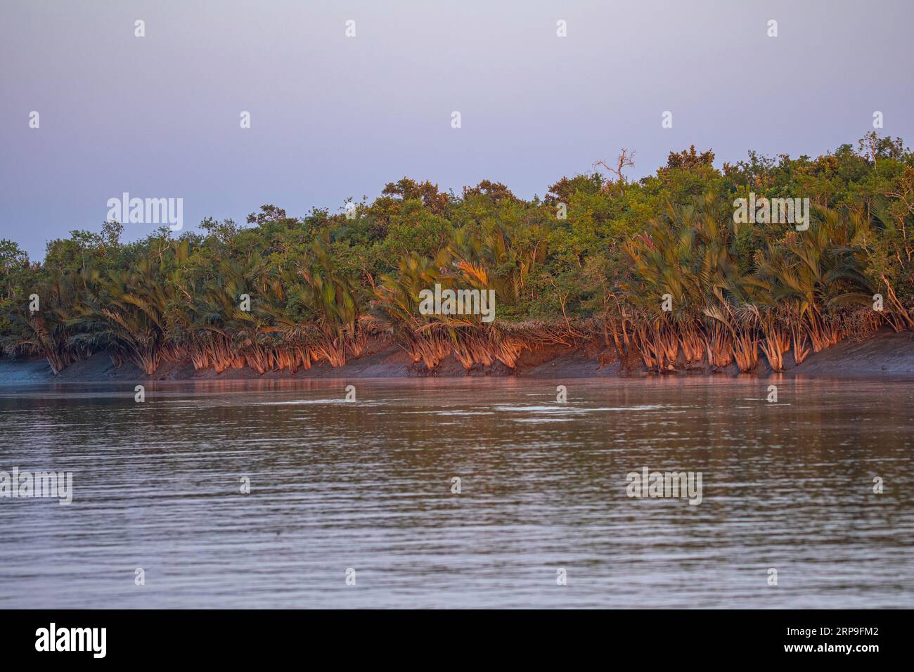 Sundarbans, Bangladesh: Sundarbans Mangrove forest, the largest ...