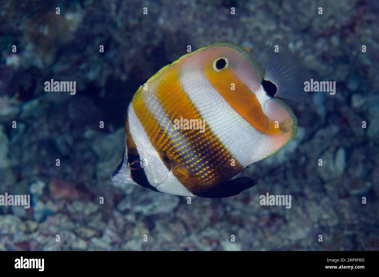 Orange-banded Coralfish, Coradion chrysozonus, night dive, Murex House ...