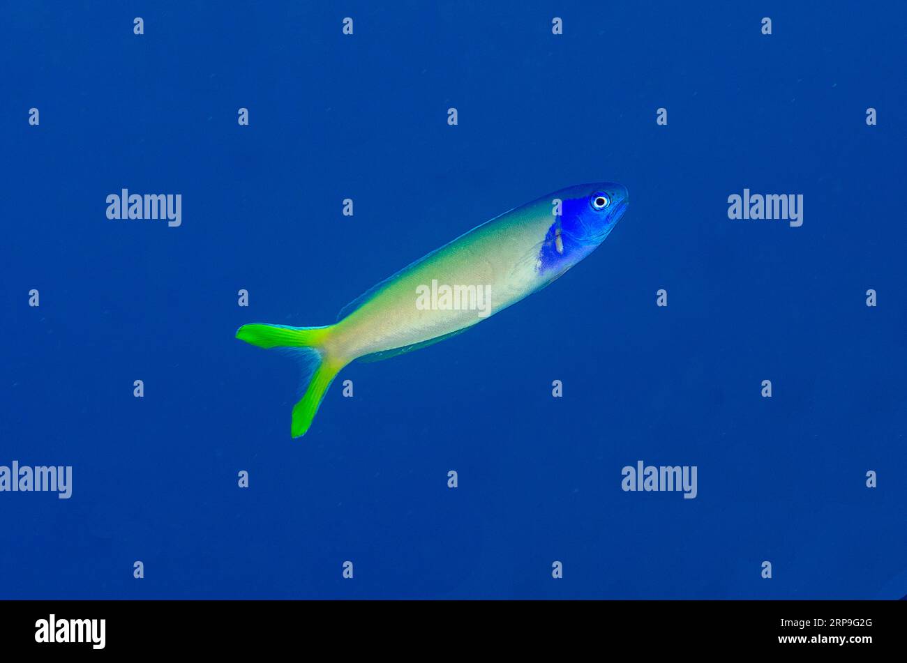 Bluehead Tilefish, Hoplolatilus starki, Batu Gosoh dive site, Bangka ...