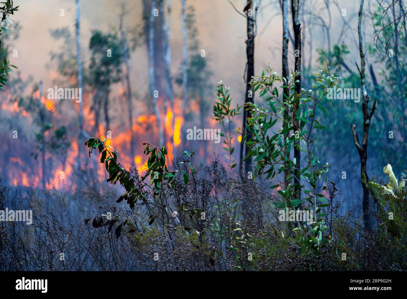 Australia burning off hi-res stock photography and images - Alamy